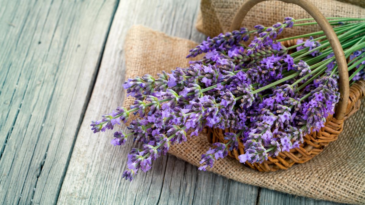 15 Health Benefits of Growing and Using Lavender - I Love Cream Cheese