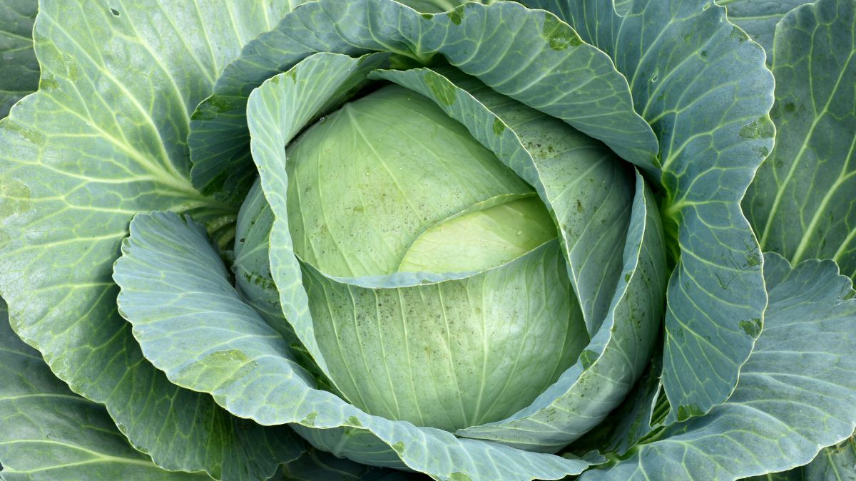 15 Vegetables You Can Eat Raw for a Quick Health Boost - I Love Cream ...
